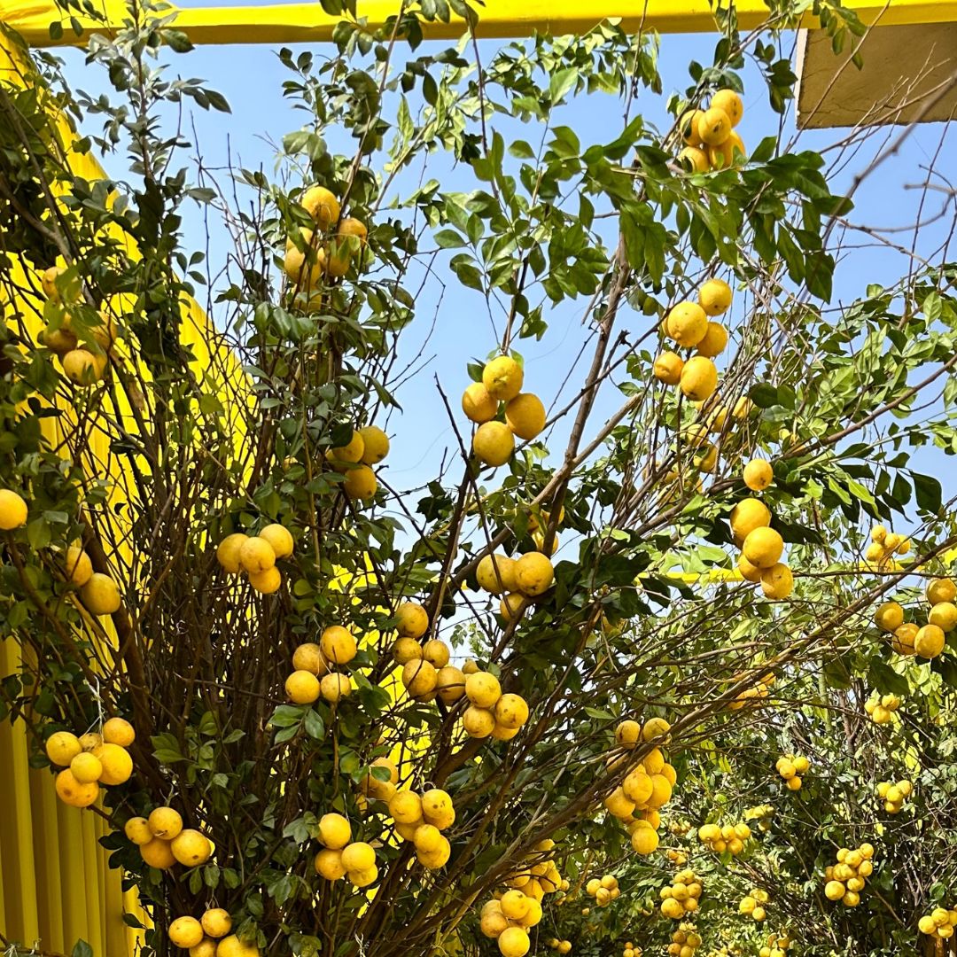 If I Were a Lemon – prachi jain